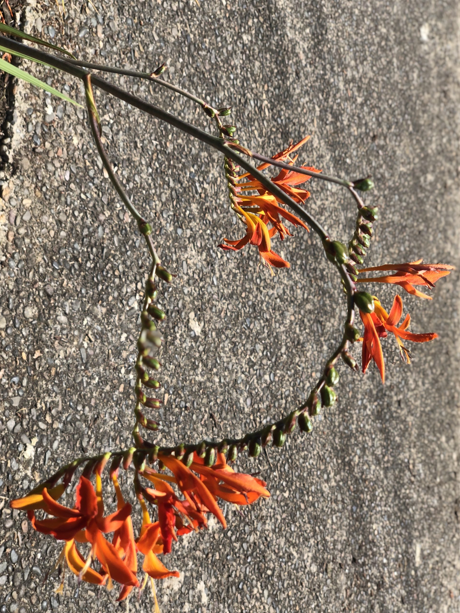 The ABCs of Nearby Nature – Nearby Nature