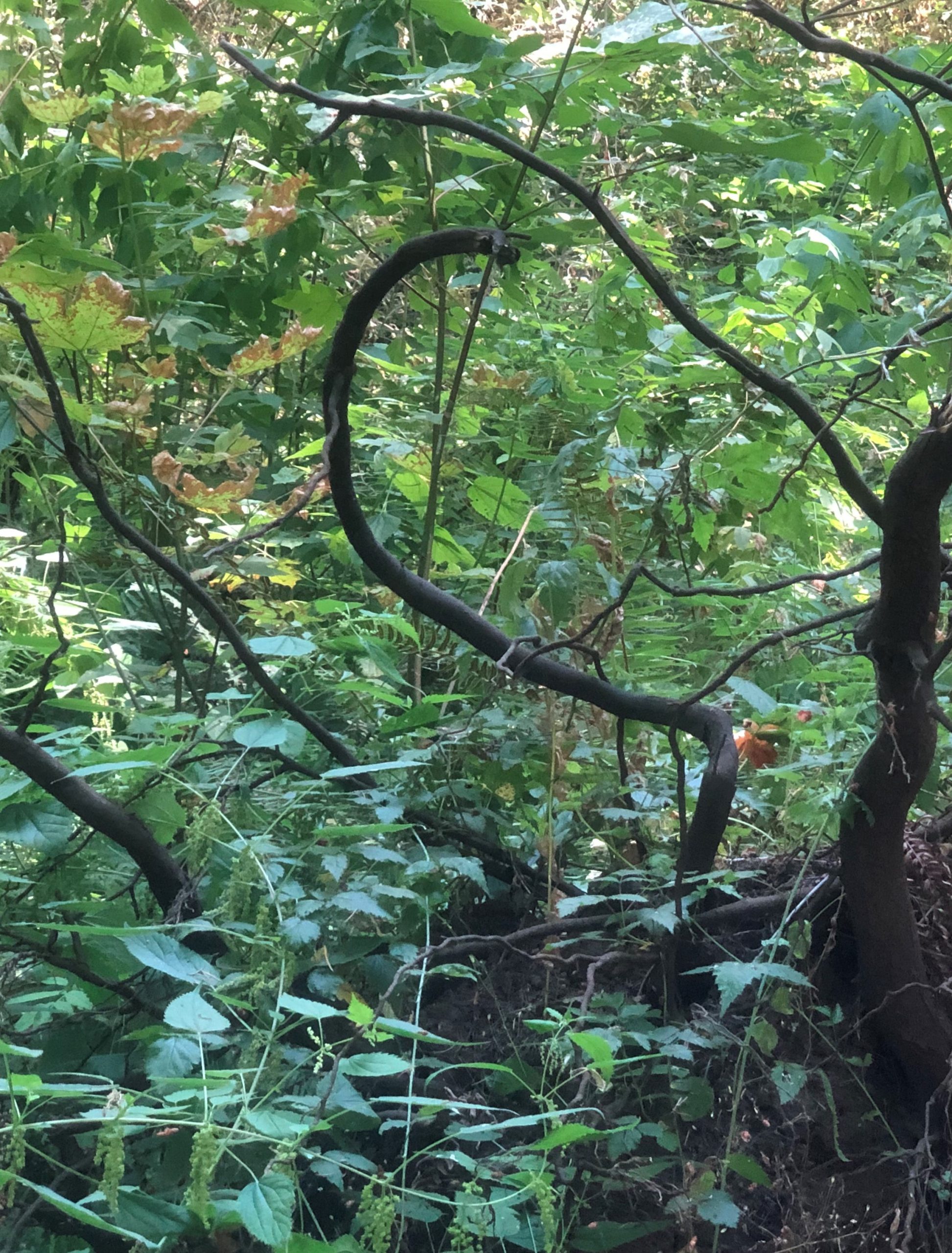 The ABCs of Nearby Nature – Nearby Nature