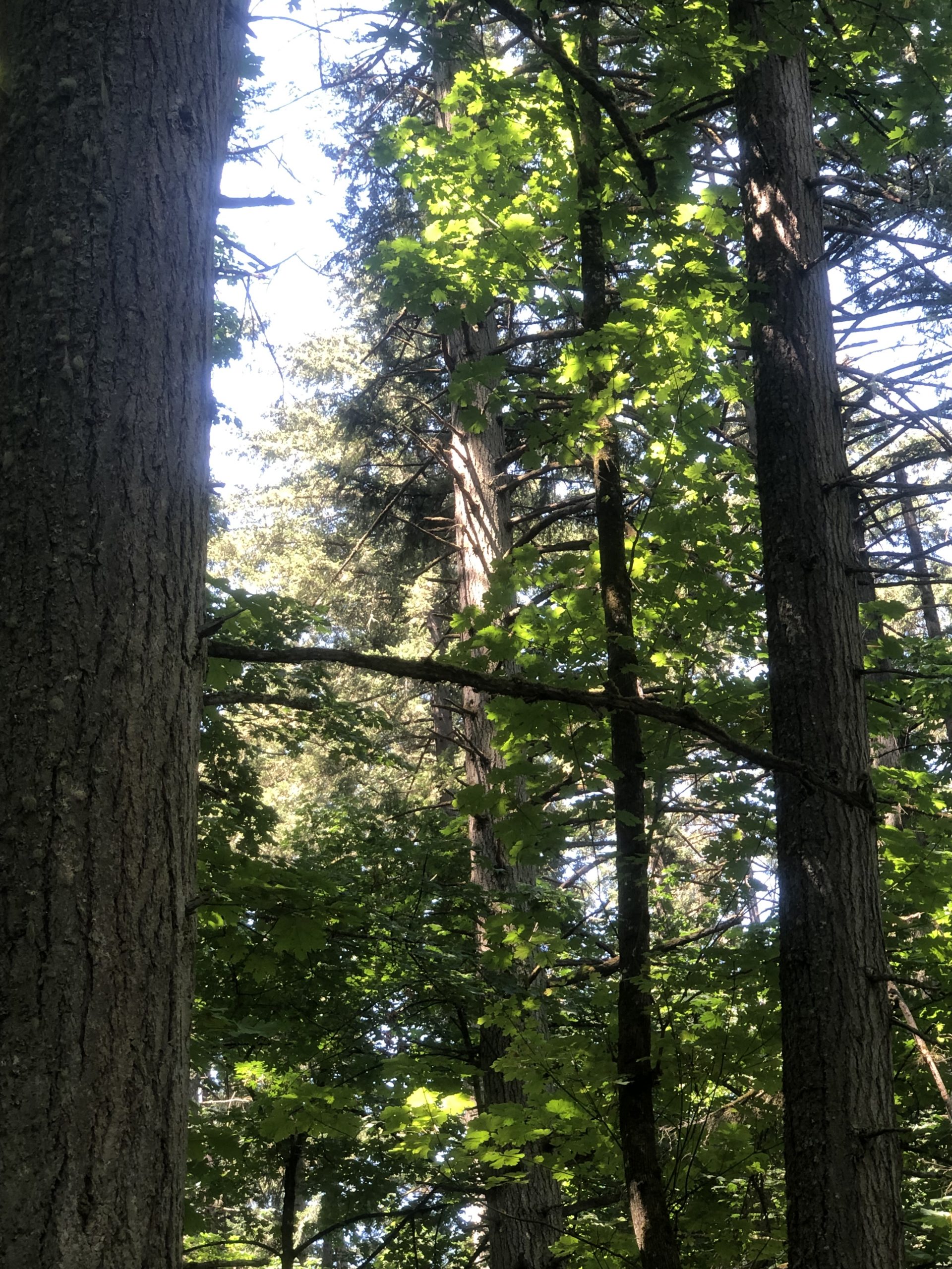 The ABCs of Nearby Nature – Nearby Nature