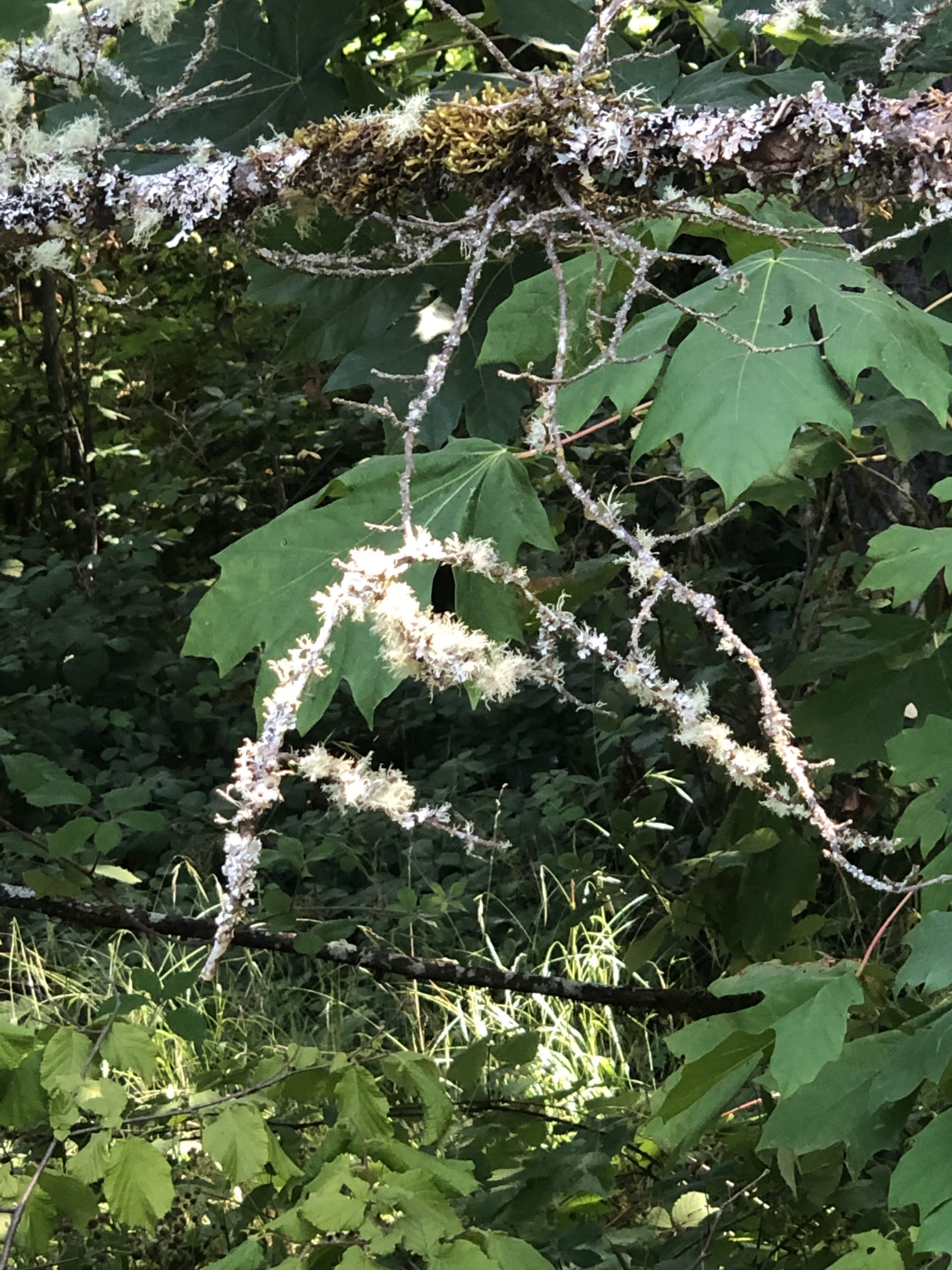 The ABCs of Nearby Nature – Nearby Nature