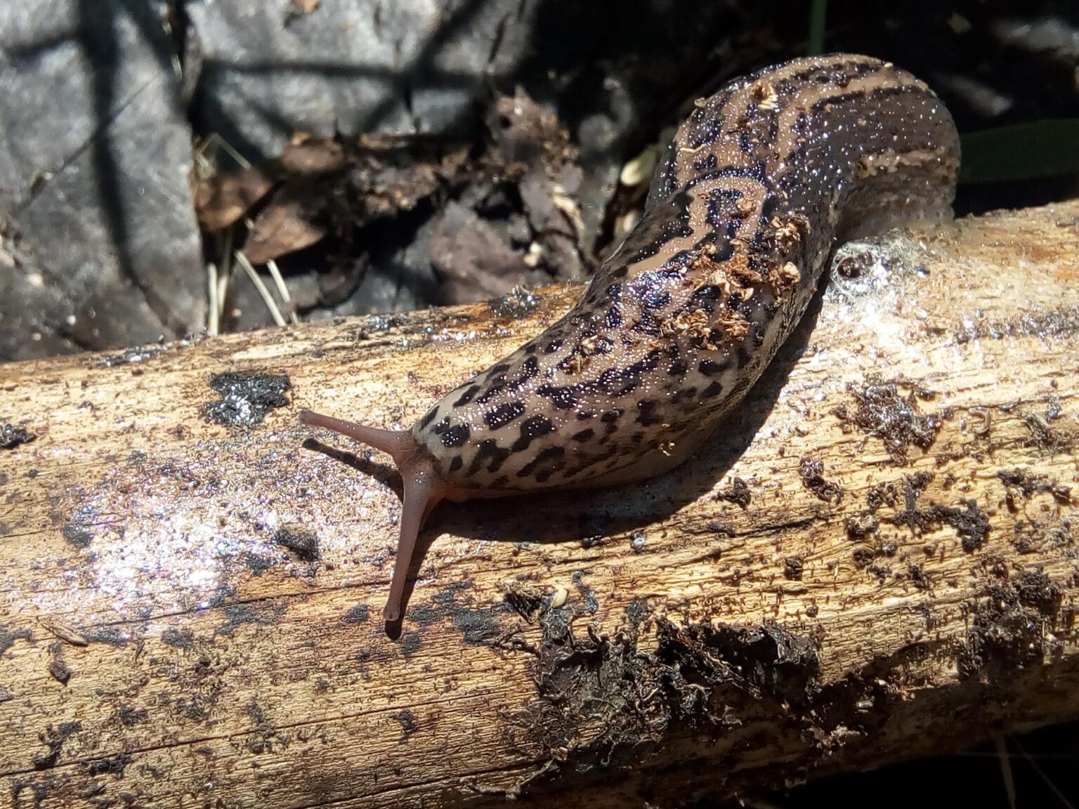 Upcoming Events – Nearby Nature