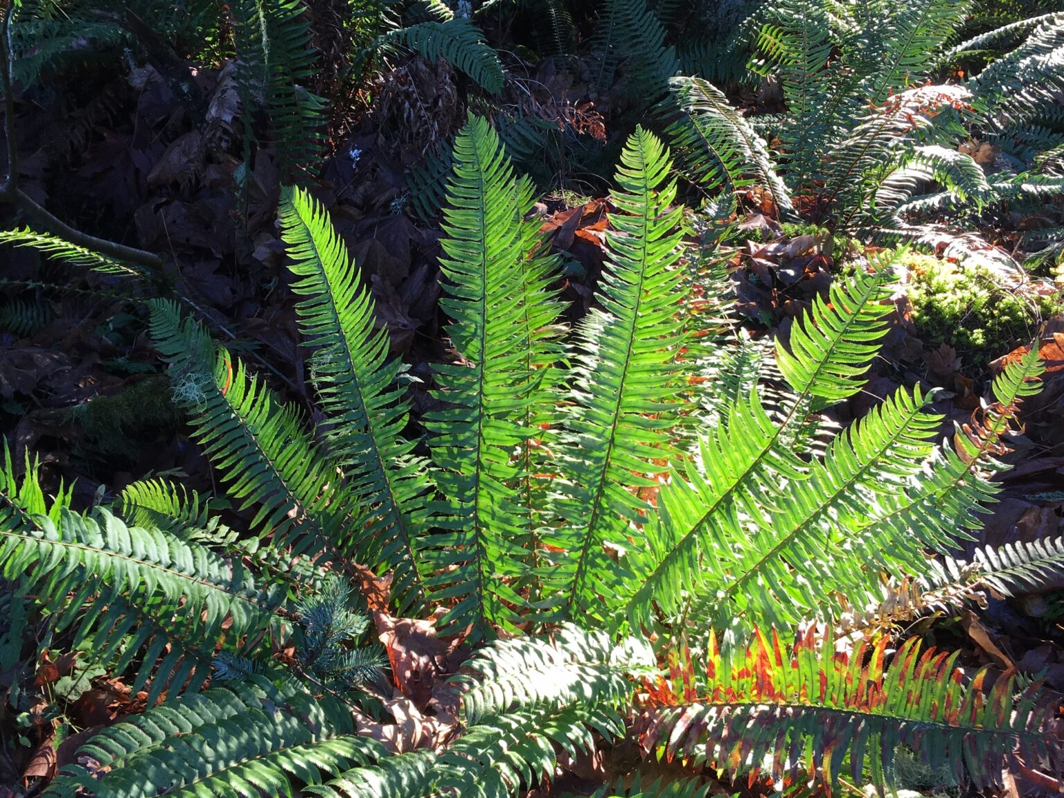 Upcoming Events – Nearby Nature
