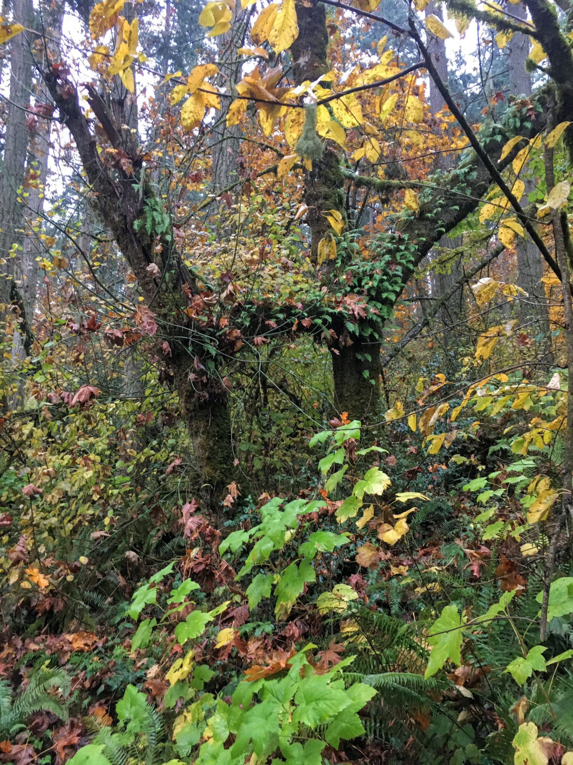 The ABCs of Nearby Nature – Nearby Nature
