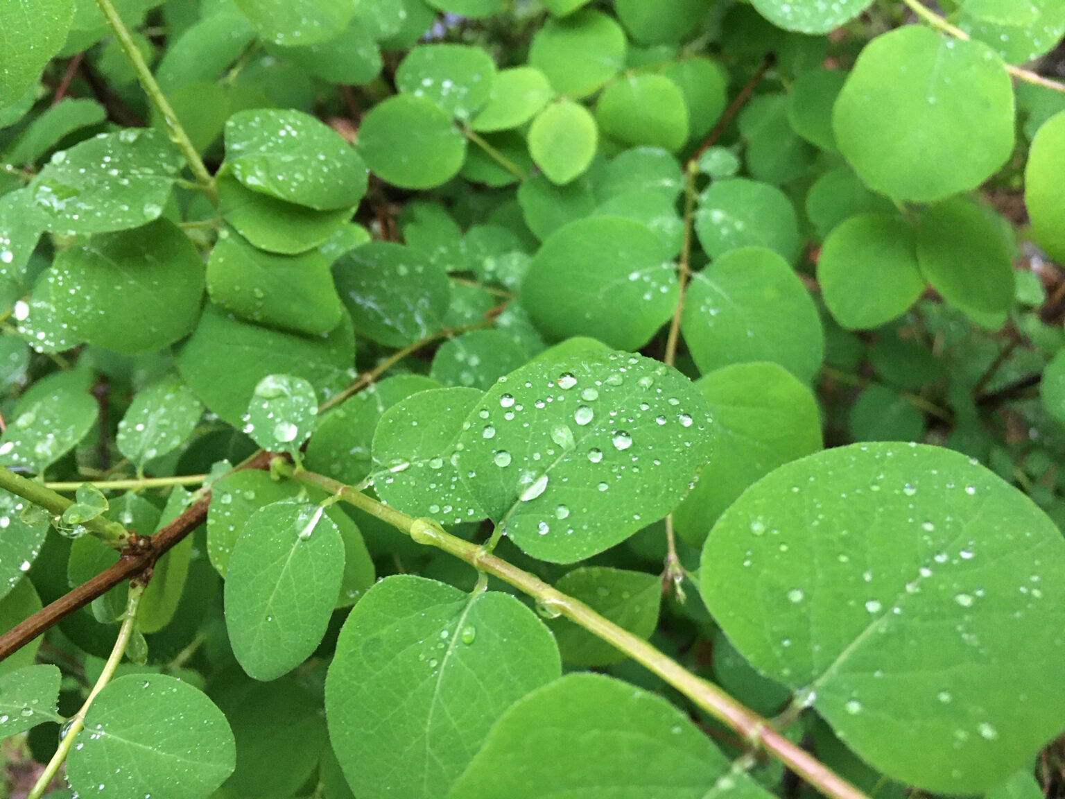 Events from December 18, 2018 – March 9, 2019 – Nearby Nature