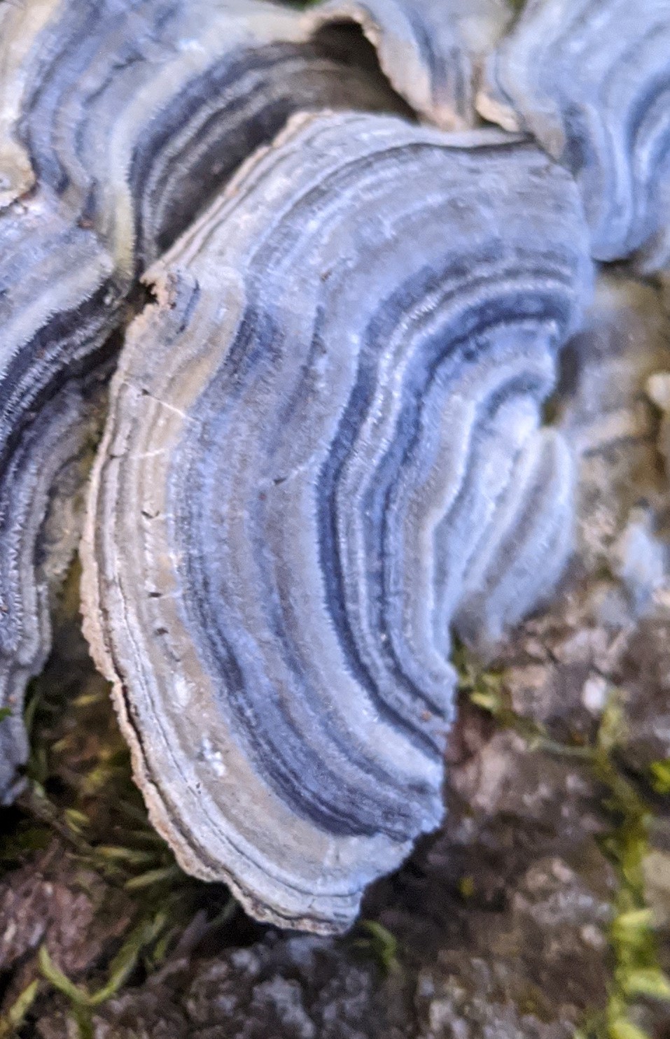 The ABCs of Nearby Nature – Nearby Nature